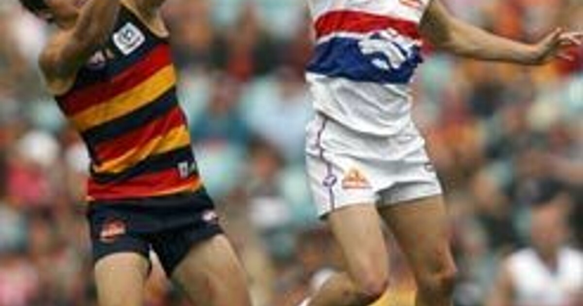 Gilbee says Dogs are back on track